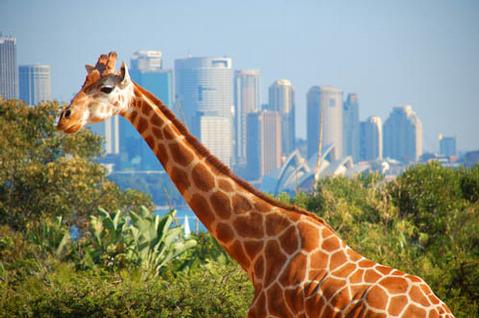 Giraffe dies on Zookeeper movie set